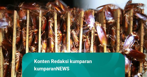 Bikin Merinding, Jutaan Kecoak Sengaja Diternak di China | kumparan.com Bikin Merinding, Jutaan Kecoak Sengaja Diternak di China | kumparan.com